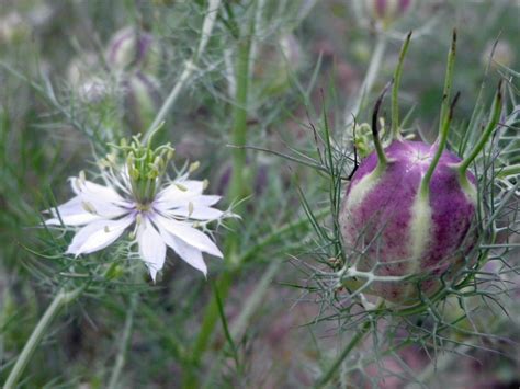 Love In A Mist Mixed Colors Nigella