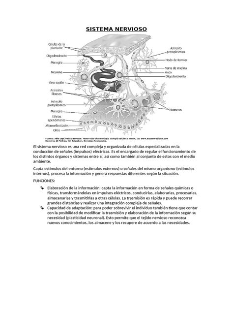 Sistema Nervioso Resumen Pdf Sinapsis Neuroplasticidad