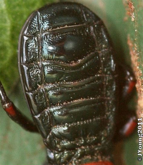Millipede Assassin