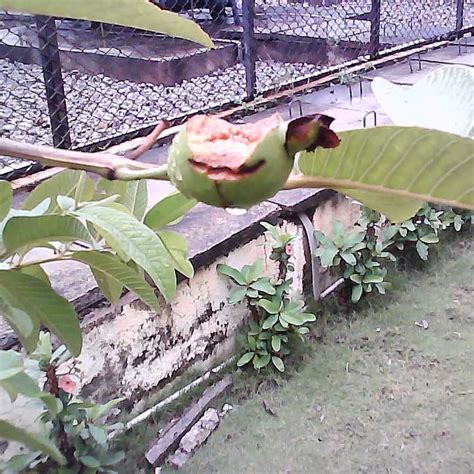 Guava Dataset Kaggle