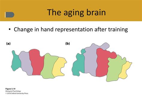 Chapter 5 Evolving Brains Neural Development Neuroplasticity And Recovery Of Function Ppt