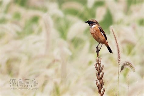 個別 野鳥 ノビタキ冬羽の写真画像 撮鳥見鳥 fotolife