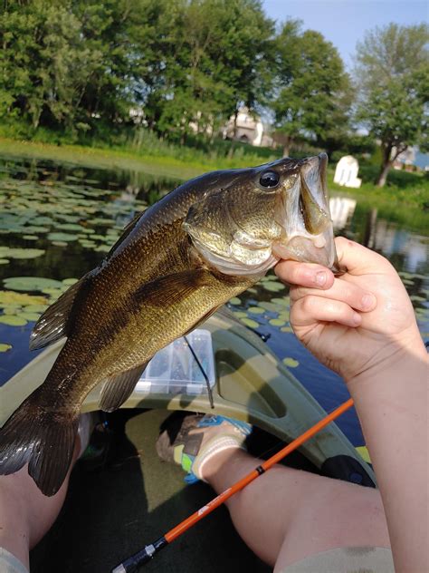 5 Lb Largemouth Bass On A 12 In Power Worm In A Pond In Massachusetts