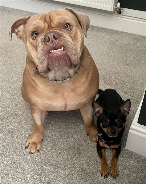 Barnaby And Kenny Blue Cross