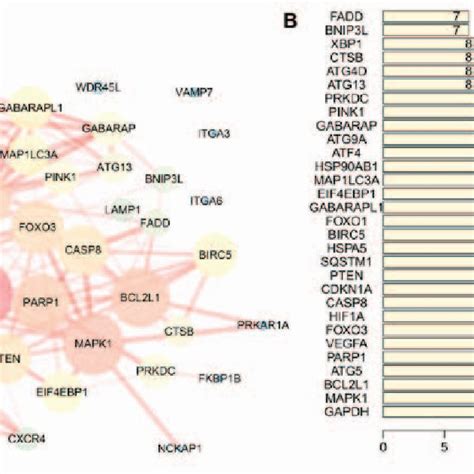 Prognostic Autophagy Specific Genes In Multiple Myeloma The Top 20