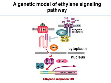 Signaling Pathway Of Ethylene At Cheryl Lee Blog