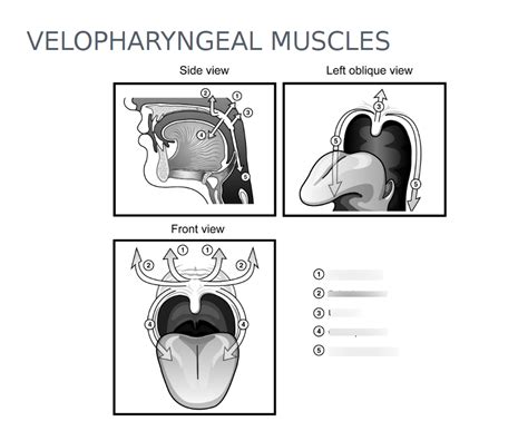 Velopharyngeal Muscles Diagram Quizlet