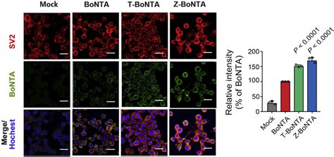 Evaluation Of The Cell Penetrating Activity Of Cpp Bonta Proteins In