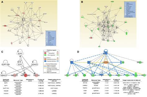 Ingenuity Pathway Analysis Ipa Using The Genes Significantly Affected Download Scientific