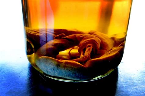 Unicorn Shipworm Could Reveal Clues About H Eurekalert