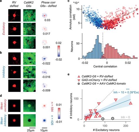 Classification Of Excitatory And Inhibitory Presynaptic Neurons A