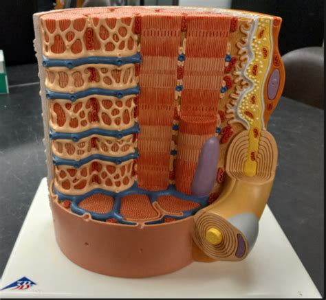 Lab Practical 1 Flashcards Quizlet