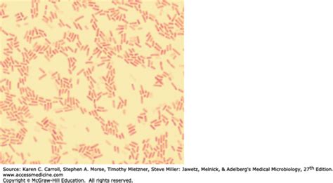 Pseudomonads And Acinetobacter Basicmedical Key