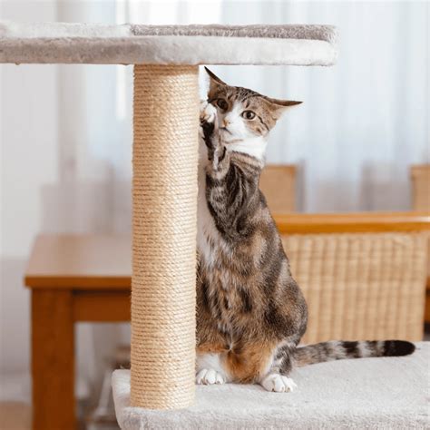 Is Your Cat Always Scratching On Furniture Just Cats Veterinary Clinic