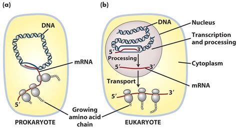 Prokaryotes Transcription Dna Transcription