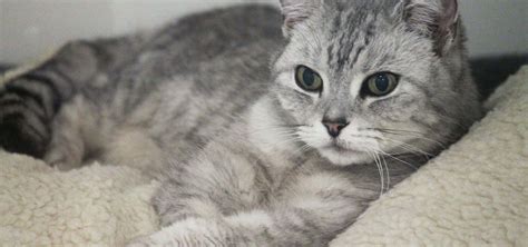 Home The Hyperthyroid Cat Centre