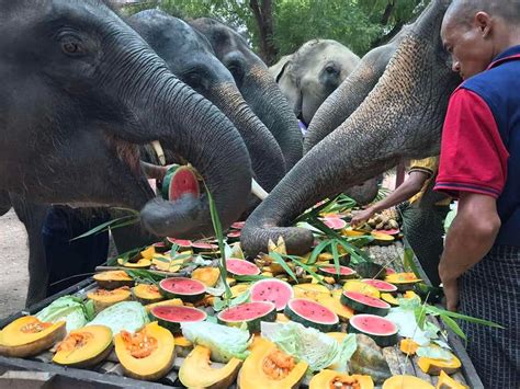 ပလင်းကမ်းသာယာဆင်စခန်းရှိ ဆင်များအား ကိုဗစ် ၁၉ ကူးစက်ရောဂါကာလအတွင်း Online မှတဆင့် ဆက်သွယ်၍ ဆင