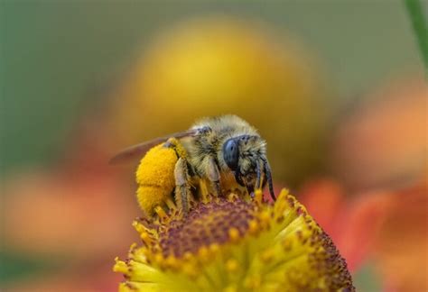 10 Most Common Bees In Oregon 2023 Guide The Gardening Dad