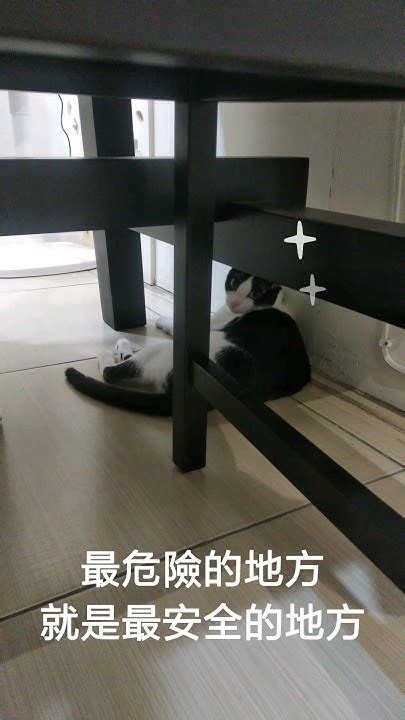 咪咪幫我們證明：最危險的地方就是最安全的地方【珍奶咪將】貓咪 Youtube
