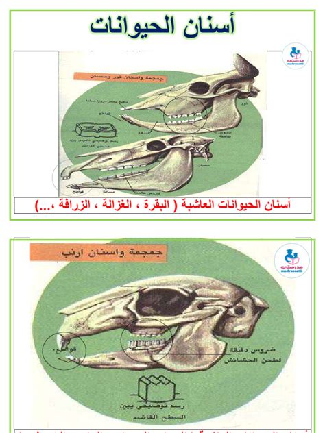 أسنان الحيوانات معلقات السنة 4 Madrassatii Com Pdf