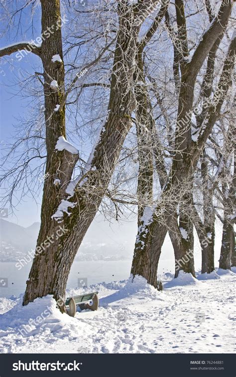 Winter Tree Line On Tegernsee Stock Photo 76244881 Shutterstock