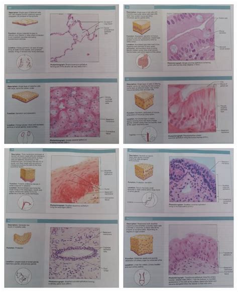 Anatomy Epithelial Tissues Diagram Quizlet