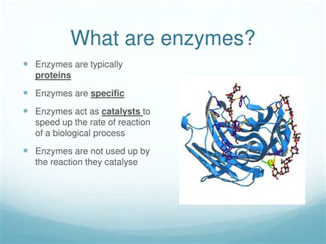What Are Enzymes Give Their Functions At Michael Brehm Blog