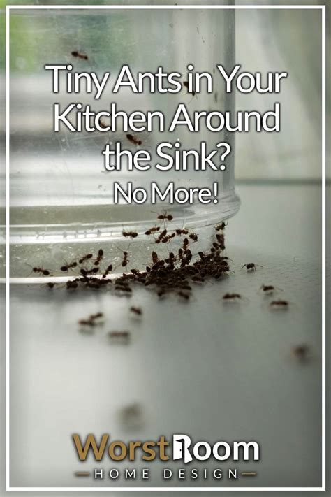 Tiny Ants In Your Kitchen Around The Sink No More Artofit