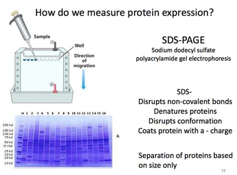 Mcat Foundation Biomolecules Protein Analysis Techniques Flashcards Quizlet