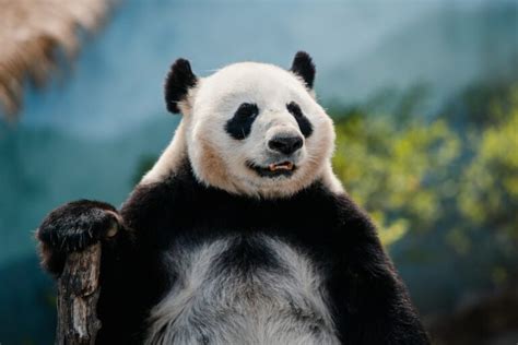 10 Weetjes Over Pandas Interessante Feiten Over Deze Schattige Dieren [februari Update