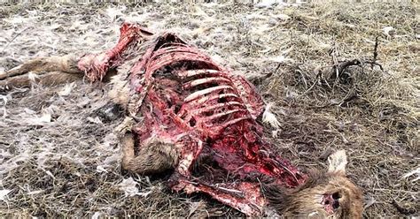 Wolf Kill On My Property One Day One Week And One Month Later Album On Imgur