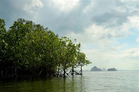 망 그로브 바닷물에 녹색 맹그로브 나무 물 위의 맹그로브 뿌리 크라비 아오낭 태국 섬과 맹그로브가 있는 아름다운 바다 전망 0명에 대한 스톡 사진 및 기타 이미지 Istock