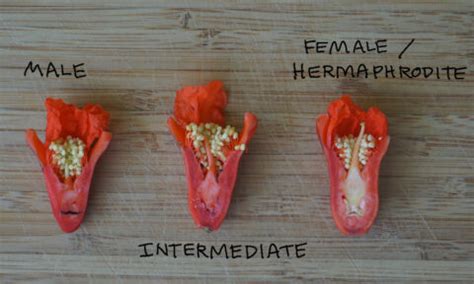 Pomegranate Flowers Greg Alders Yard Posts Southern California Food