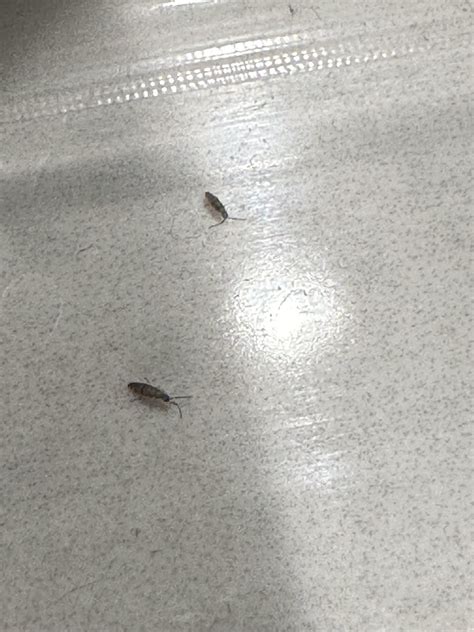 Identify Small Silver Bug In Bathrooms Rwhatisthisbug