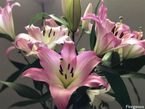 Pictures Of Beautiful Big Flowers At Carlos Snyder Blog