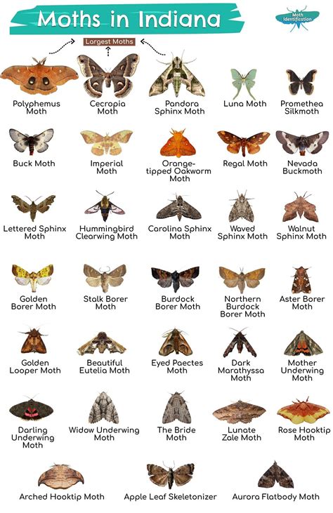 Different Types Of Moth