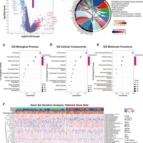 Comprehensive Functional Enrichment Analysis Highlighting Distinct