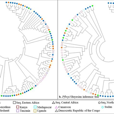 Bayesian Inference Phylogenetic Tree For Pfhrp2 A And Pfhrp3 B