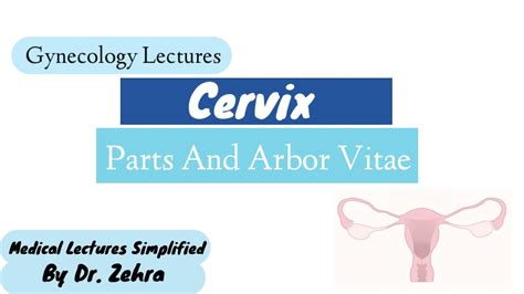 Cervix Anatomy Parts And Arbor Vitae Mbbs YouTube