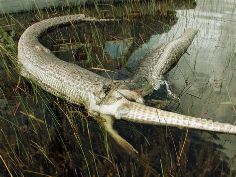 Crocodile Vs Python The Movie