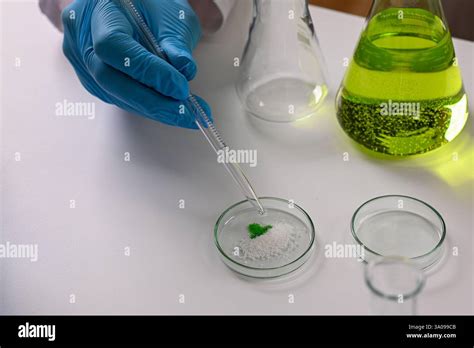 Researcher Analyzing Green Leaf Sample With White Powder In Petri Dish