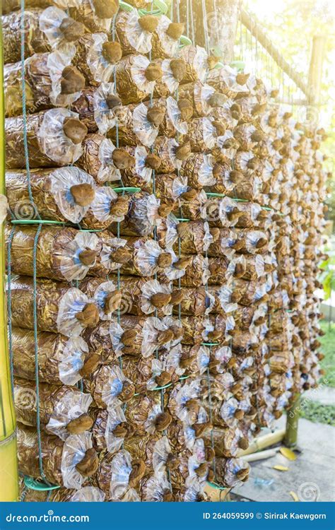 Oung Ganoderma Lucidum Mushroom Stock Image Image Of Lucidum Ganoderma 264059599