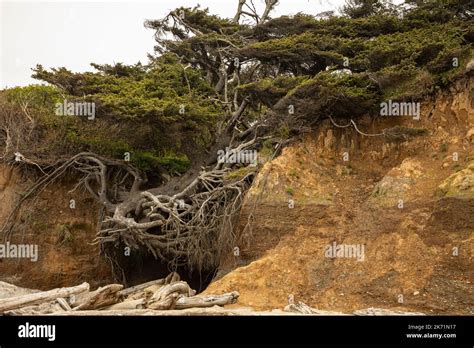 WA22288 00 WASHINGTON Called The Tree Of Life Because Of Its Tenacious Hold On A Bluff