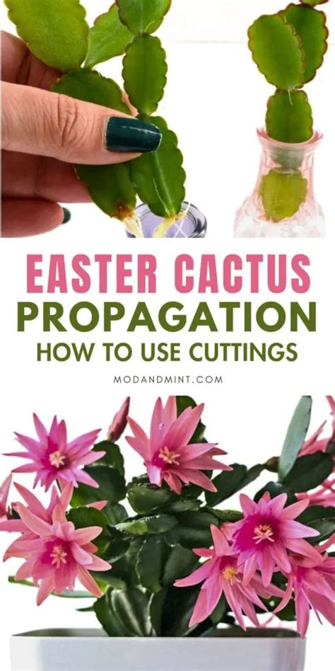How To Propagate An Easter Cactus