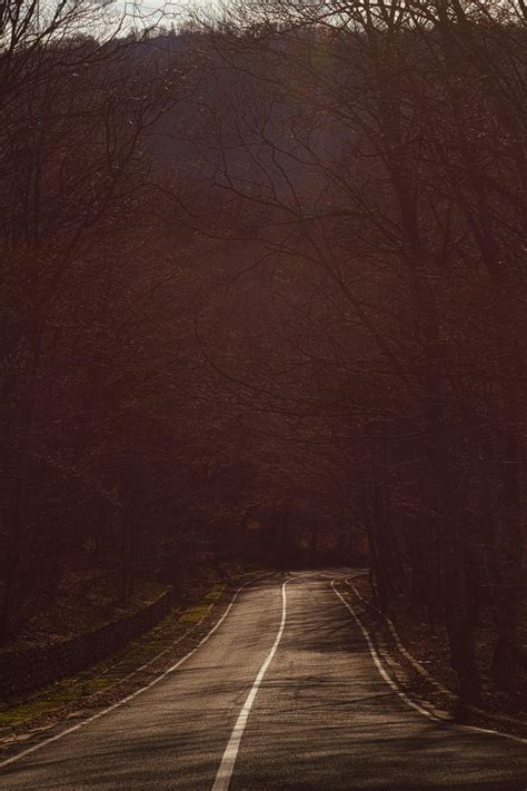 무료 이미지 자연스러운 분기 도로 노면 자연 경관 대기 현상 갈색 아스팔트 숲 작은 가지 어둠 저녁 꼬리 타르 삼림지 그림자 밤 통로