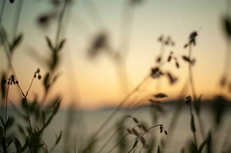 잔디의 선택적 소프트 포커스는 출판 디자인 포스터 달력 게시물 화면 보호기 벽지 엽서 배너 표지 웹 사이트를 위해 일몰 빛에 자랍니다 고품질 사진 0명에 대한 스톡 사진 및