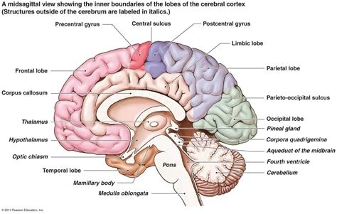 Brain Parts Diagram With Labels