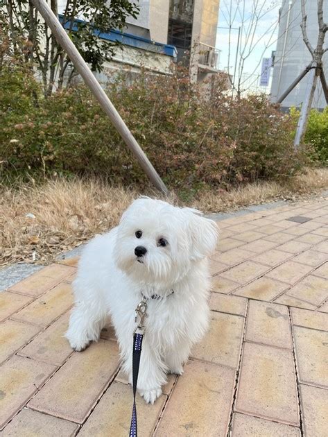 대구강아지무료분양 달서구강아지무료분양 대구말티즈무료분양 달서구말티즈무료분양 말티즈 담이 강아지배변훈련 도그마루 홈스쿨 강아지훈련소 강아지입질 강아지분리불안 강아지짖음