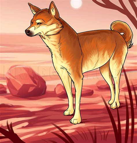 Dingo Drawing Dingo May Be Worlds Oldest Dog Sbs News