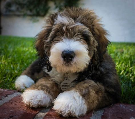 F1b Puppies — Highfalutin Furry Babies
